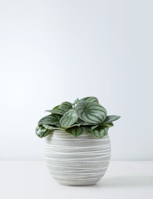 House Plants | Potted Plants | M&S